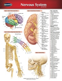 Nervous System Chart - Medicine and Anatomy Nursing Quick Reference ...